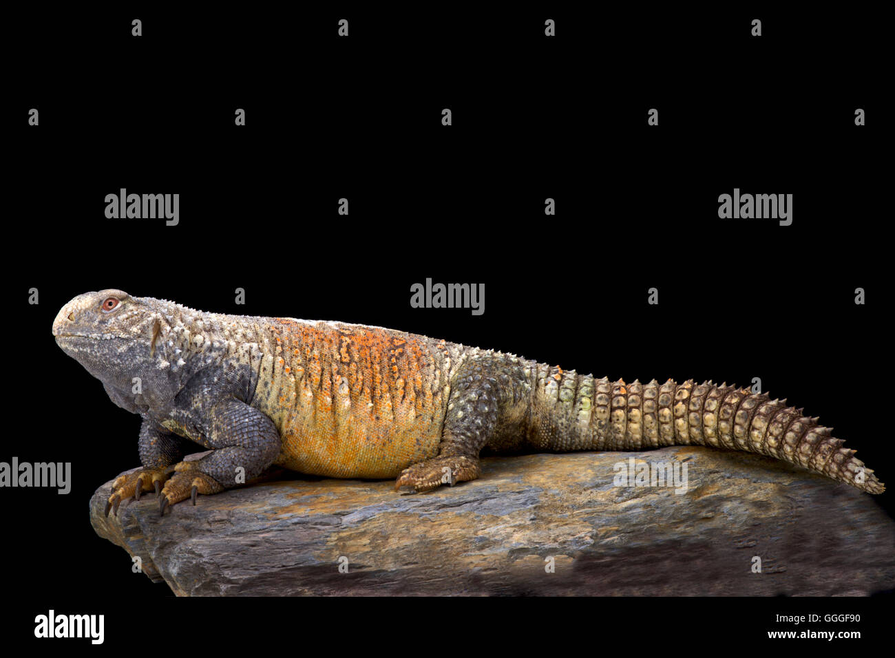 Spiny tailed agama lizard hi-res stock photography and images - Alamy