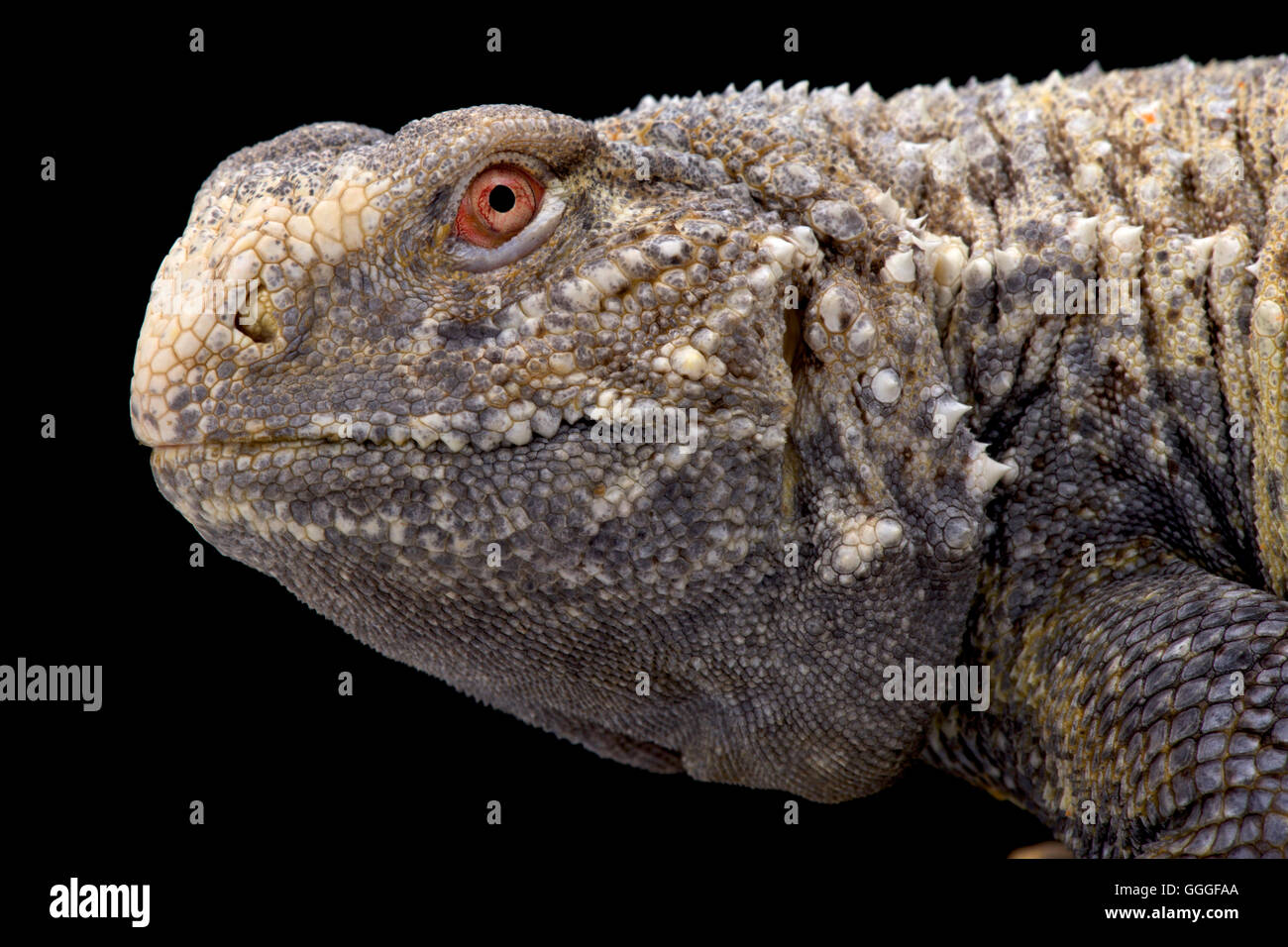 Iraqi spiny-tailed lizard (Saara loricata Stock Photo - Alamy