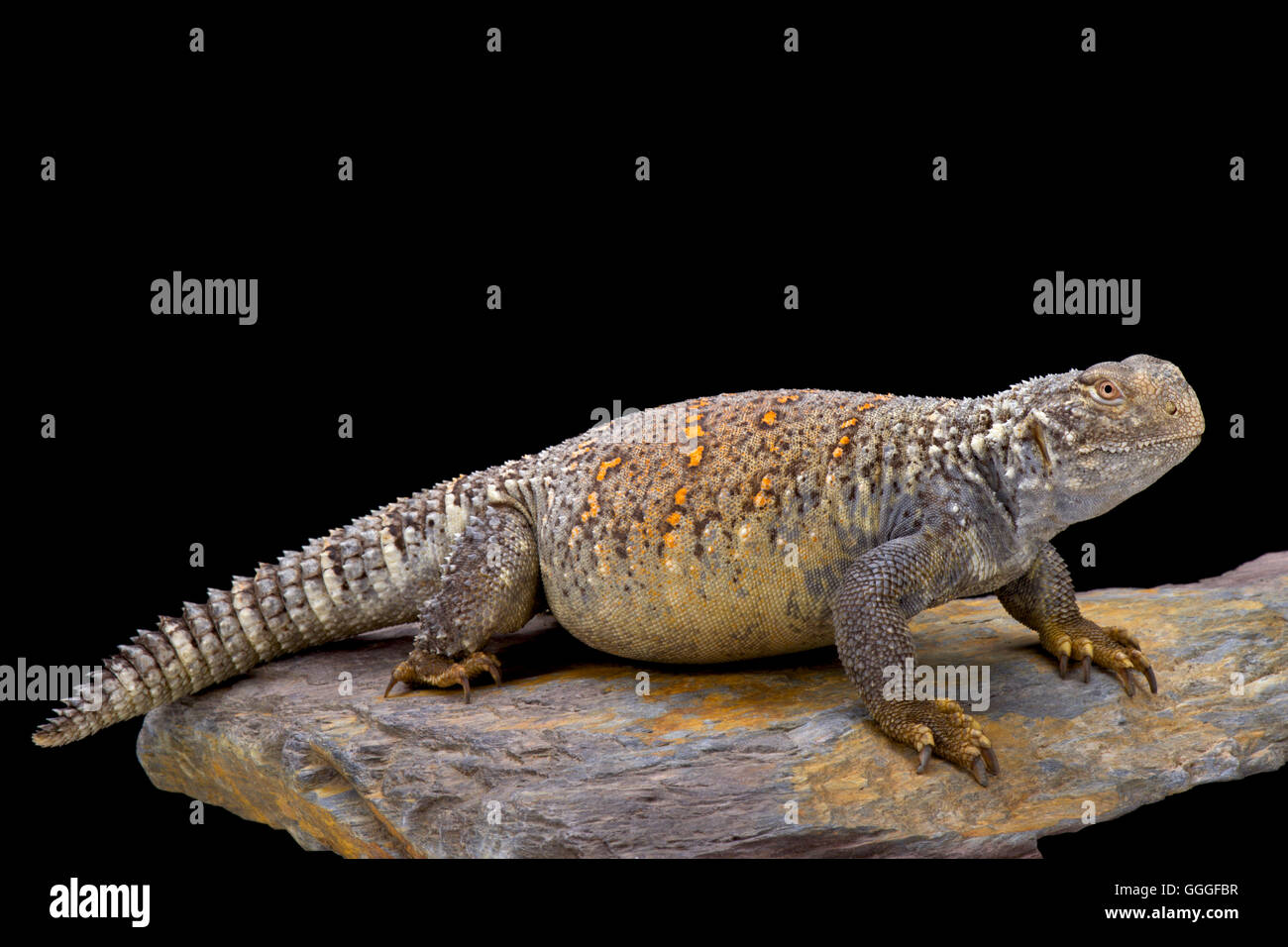 Iraqi spiny-tailed lizard (Saara loricata Stock Photo - Alamy