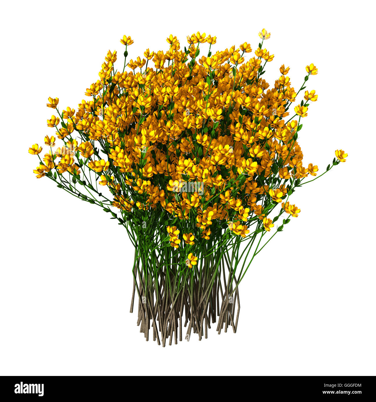3D rendering of genista hispanica flowers isolated on white background ...