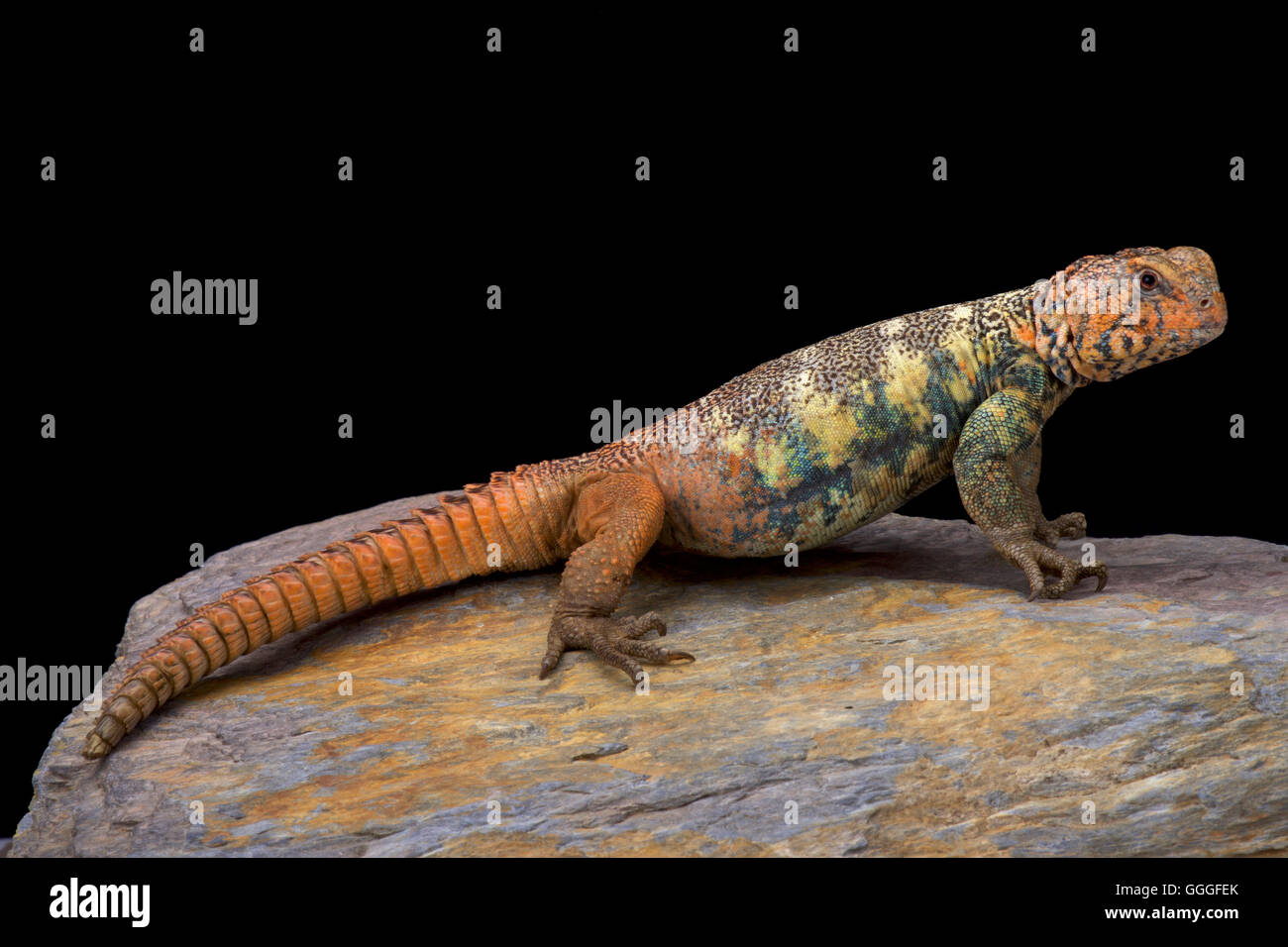 South Arabian Spiny-tailed Lizard (Uromastyx yemenensis Stock Photo - Alamy
