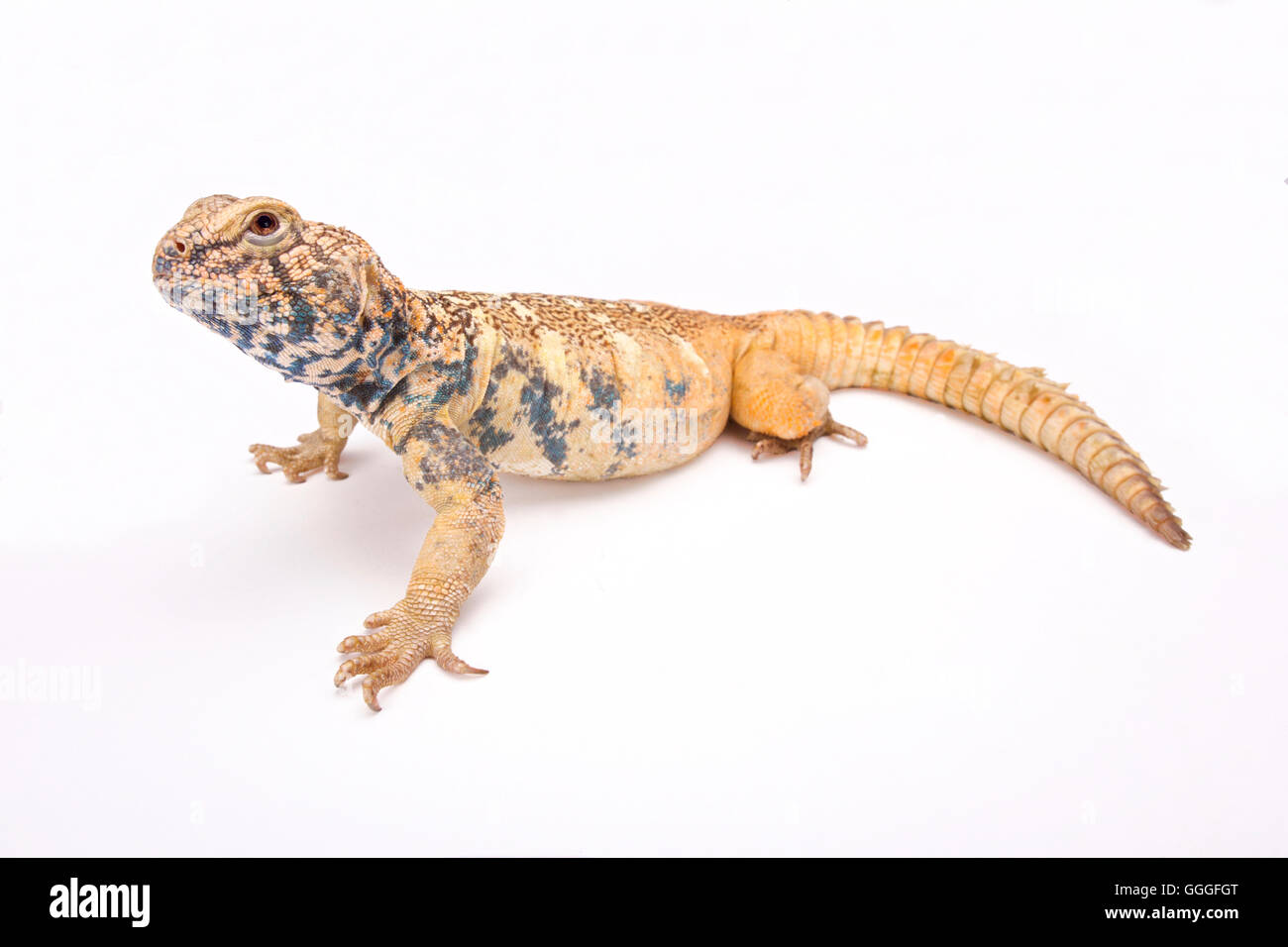 Spiny tail hi-res stock photography and images - Alamy