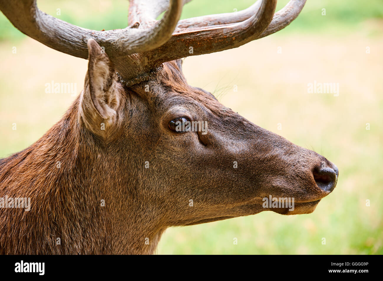 Hart horn hi-res stock photography and images - Alamy