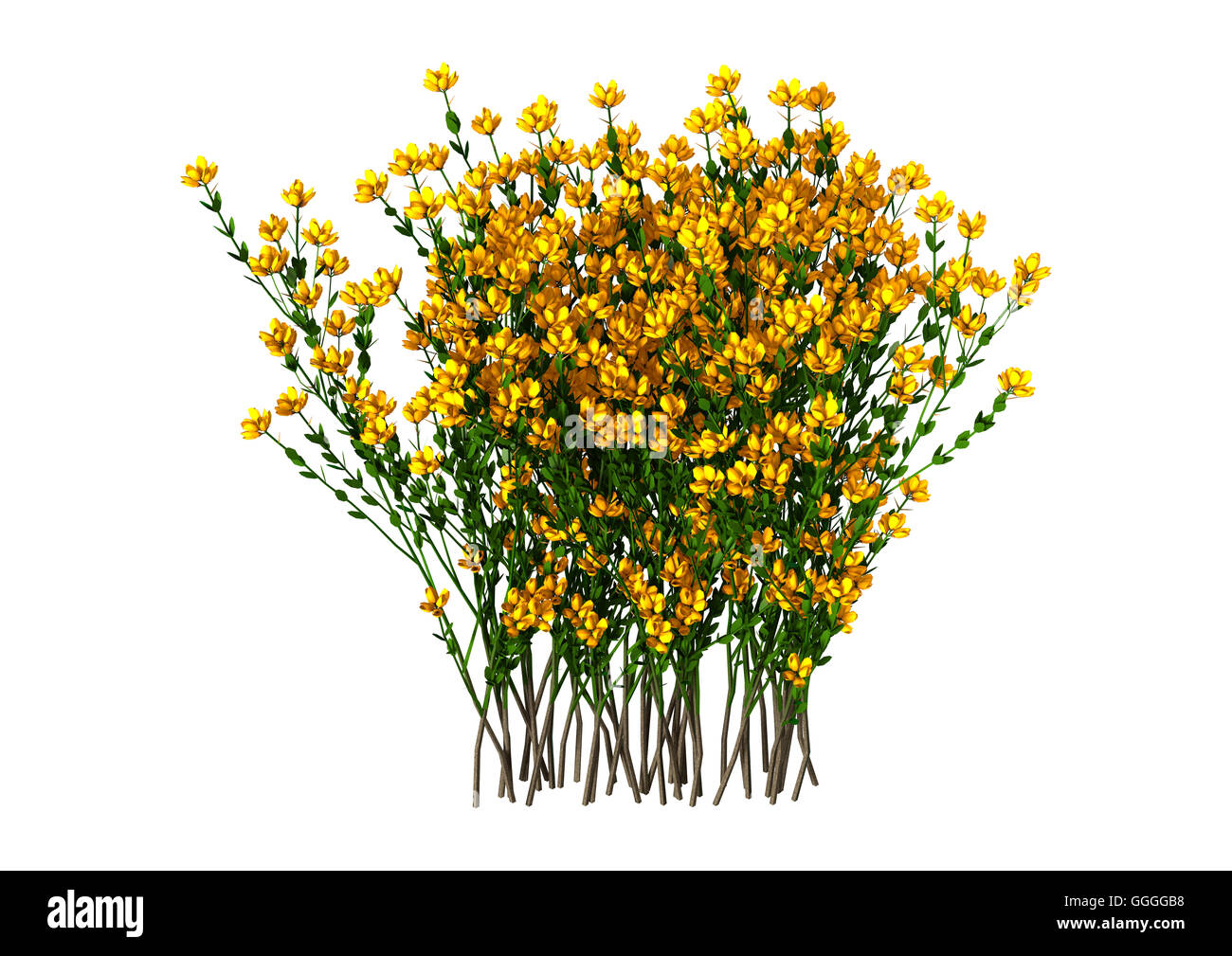 3D rendering of genista hispanica flowers isolated on white background ...