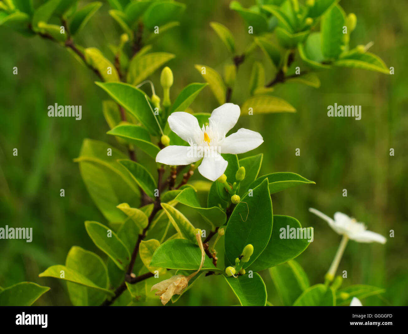 Idda flower hi-res stock photography and images - Alamy