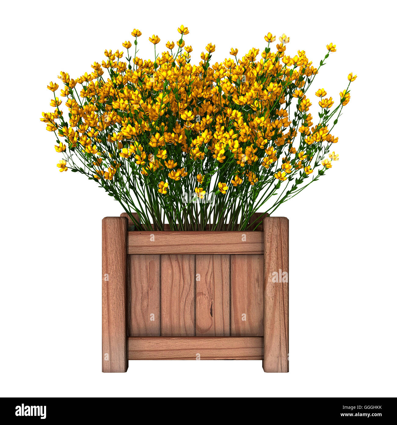 3D rendering of genista hispanica flowers isolated on white background ...