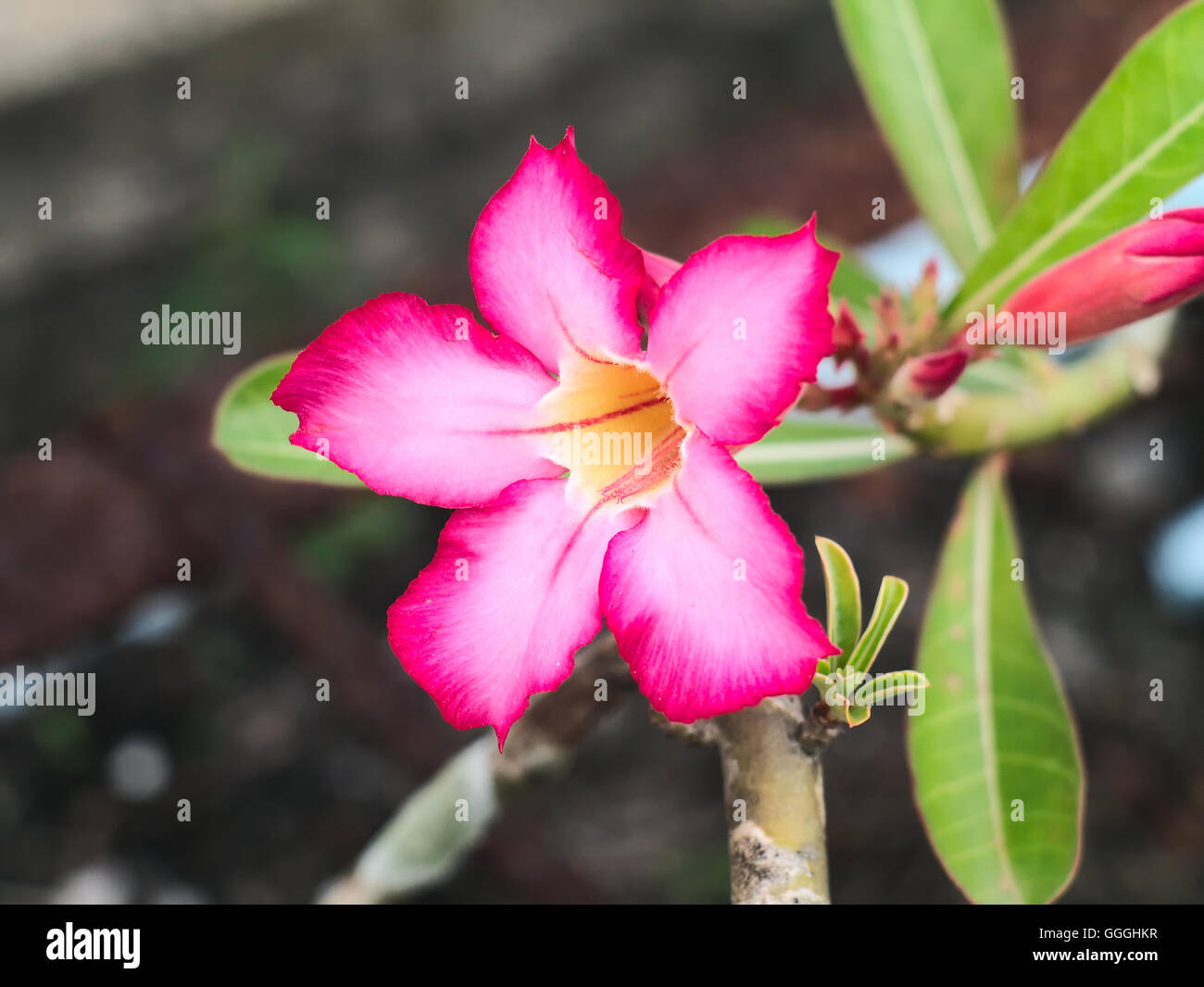 Desert Rose or Impala Lily or Mock Azalea (Adenium obesum Stock Photo ...