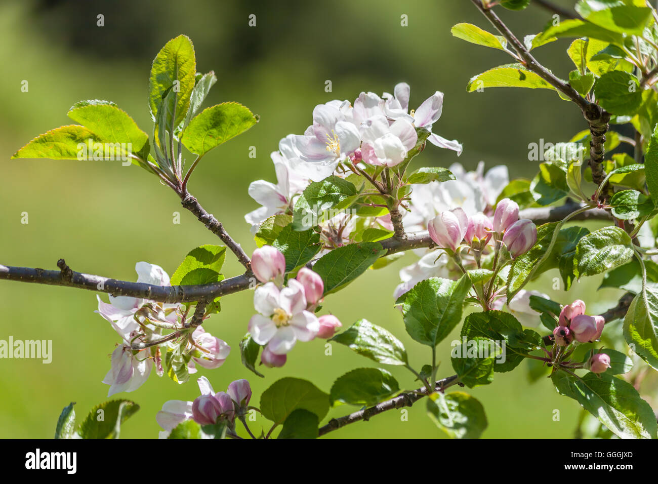 botany, apple blossom near St. Jakob in the Ahrntal (Ahrn Valley ...