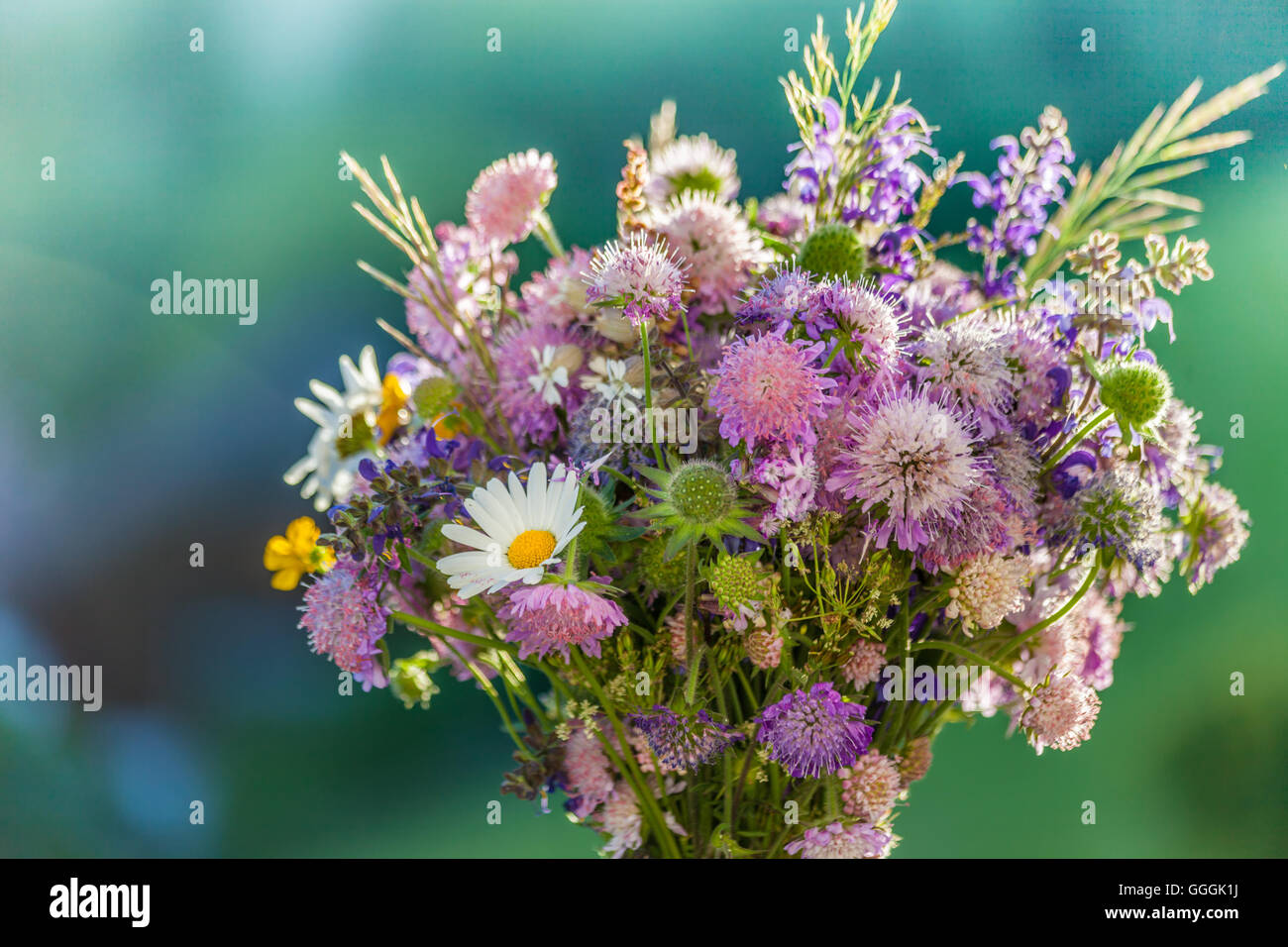 The Wild Bunch Stock Photos & The Wild Bunch Stock Images - Alamy