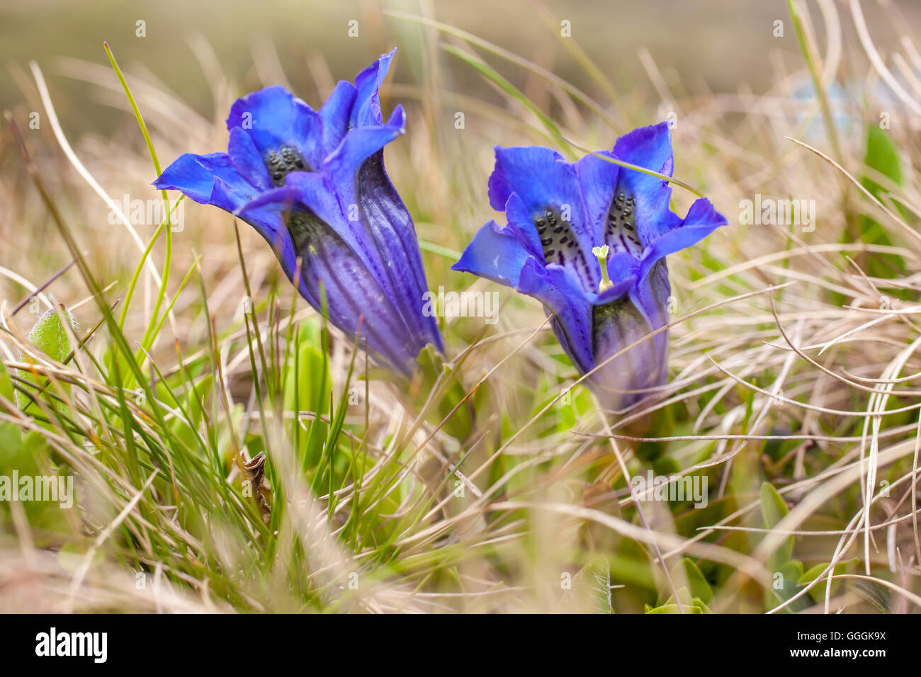 Acaulescent plants hi-res stock photography and images - Alamy