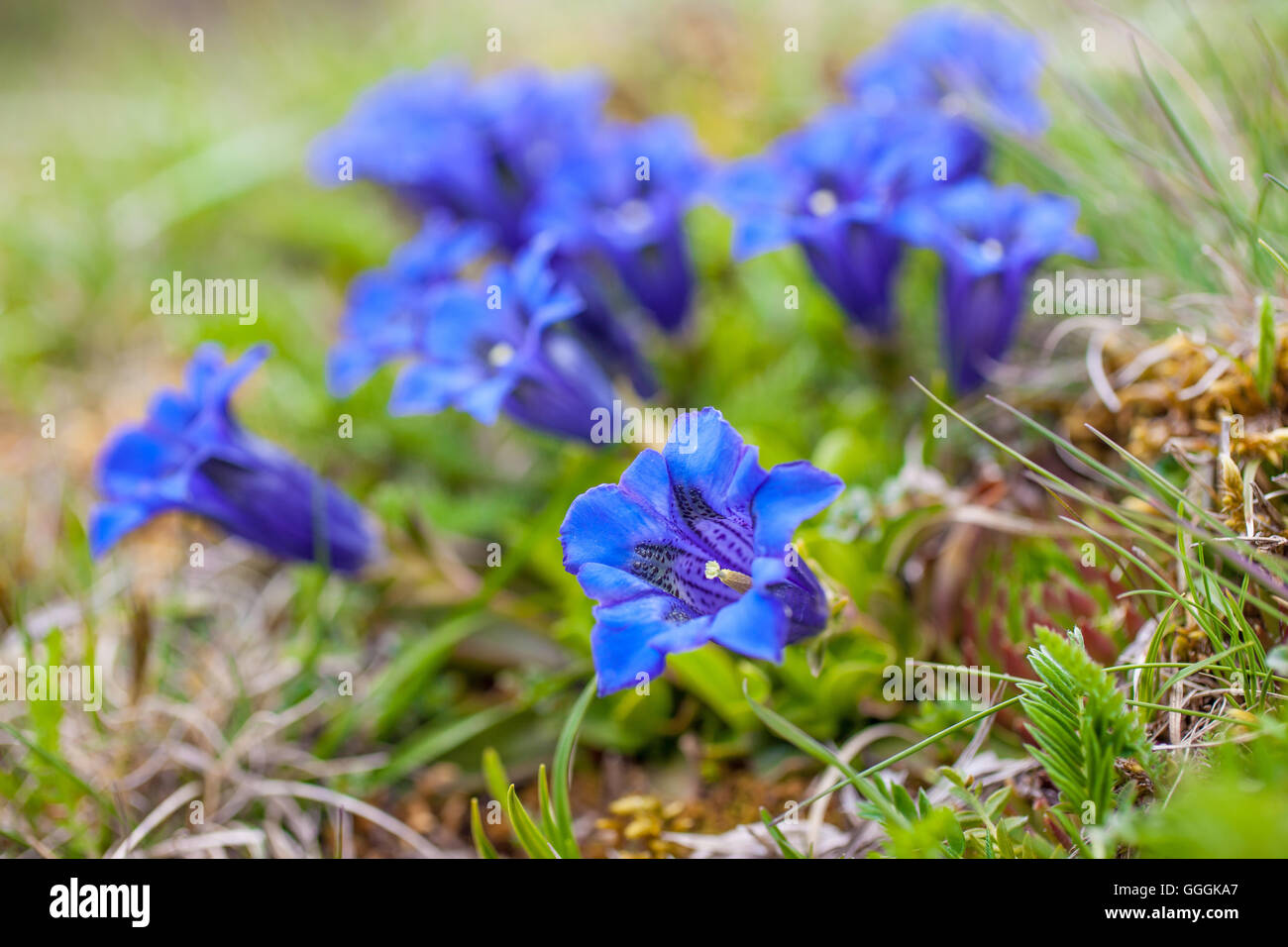 Acaulescent Plants High Resolution Stock Photography and Images - Alamy