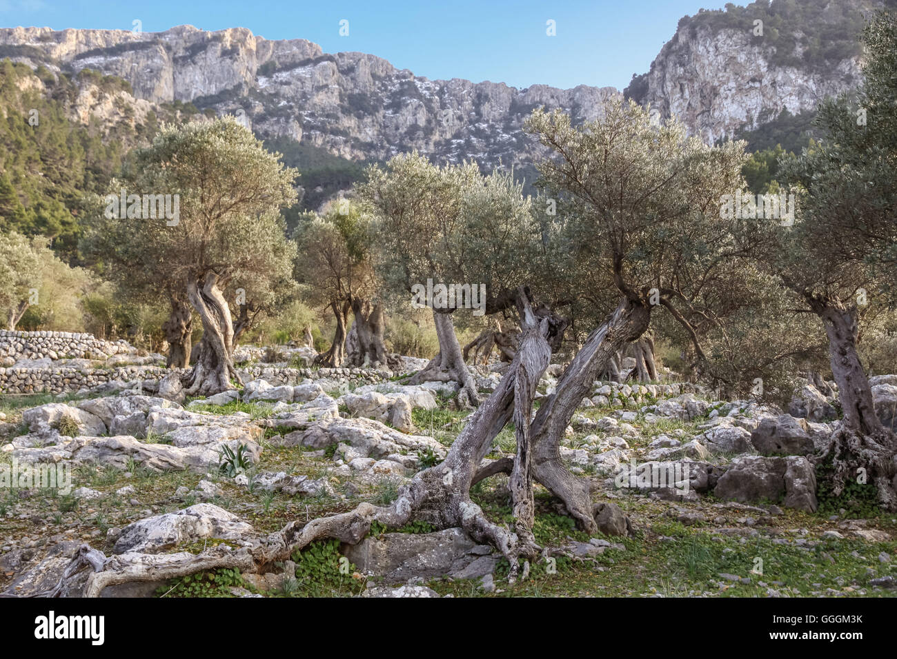 Olive tree serra de tramuntana hi-res stock photography and images - Alamy