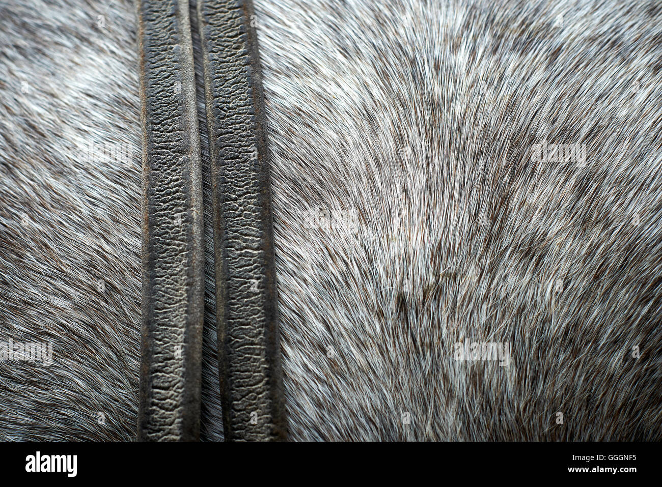 close up of textured pelt from a horse Stock Photo - Alamy