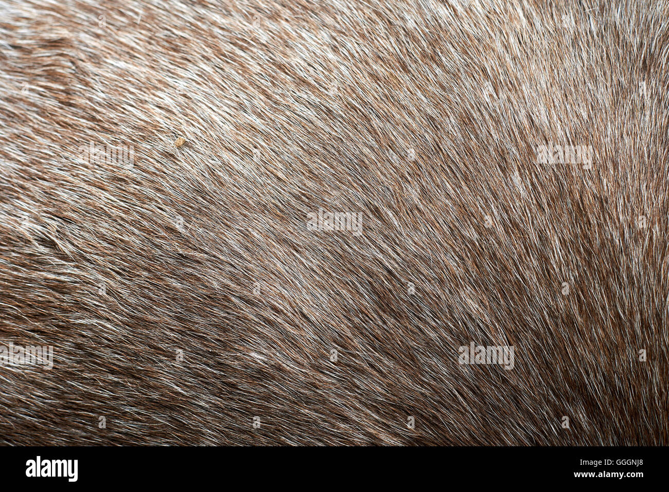 close up of textured pelt from a horse Stock Photo - Alamy