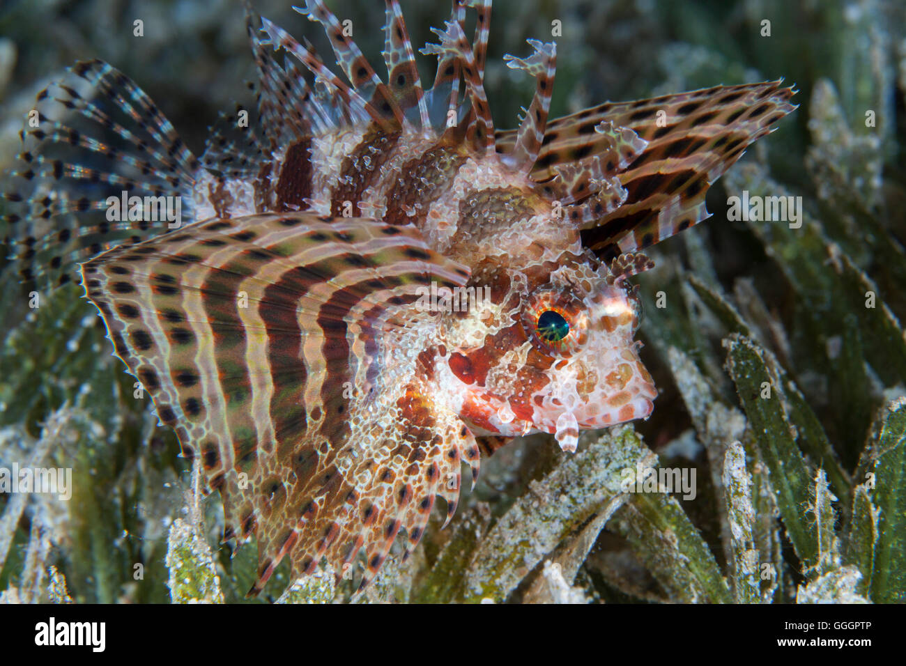 Shortfin Dwarf Lionfish Dendrochirus Brachypterus Stock Photo - Alamy