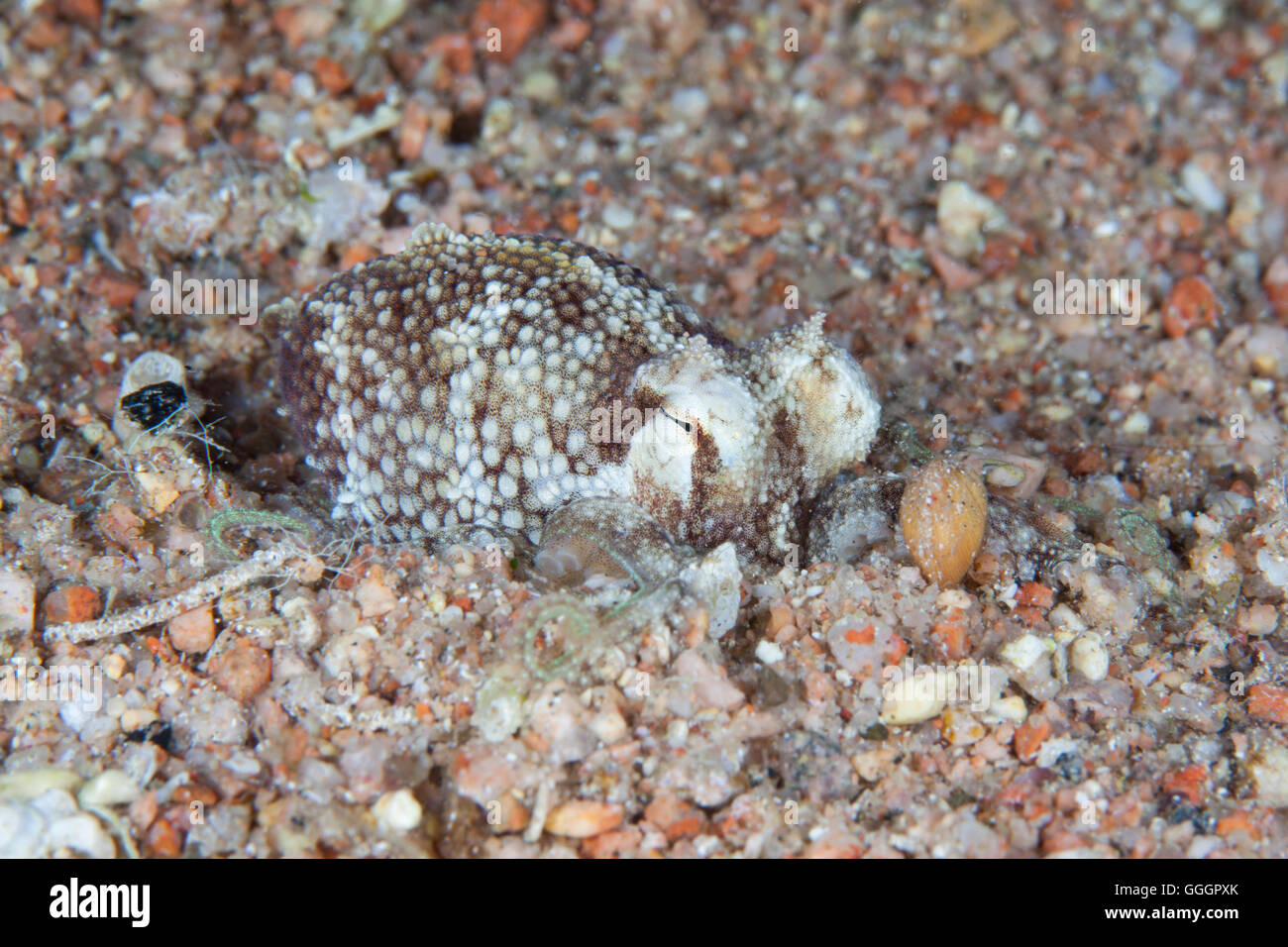 Juvenile Sand Octopus Stock Photo - Alamy