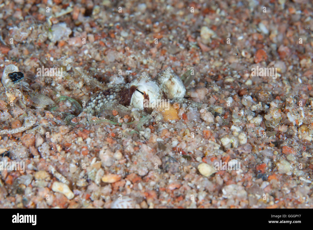 Juvenile Sand Octopus Stock Photo - Alamy