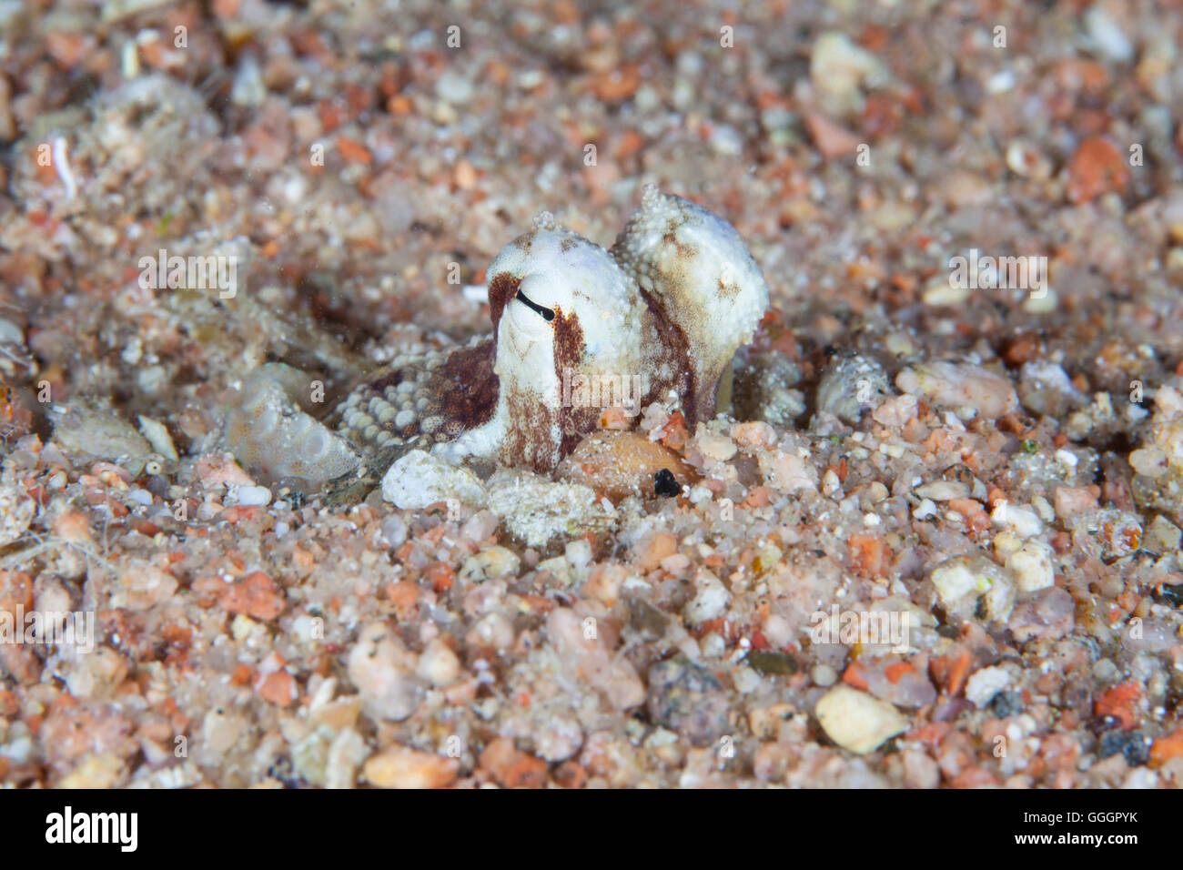 Juvenile Sand Octopus Stock Photo - Alamy