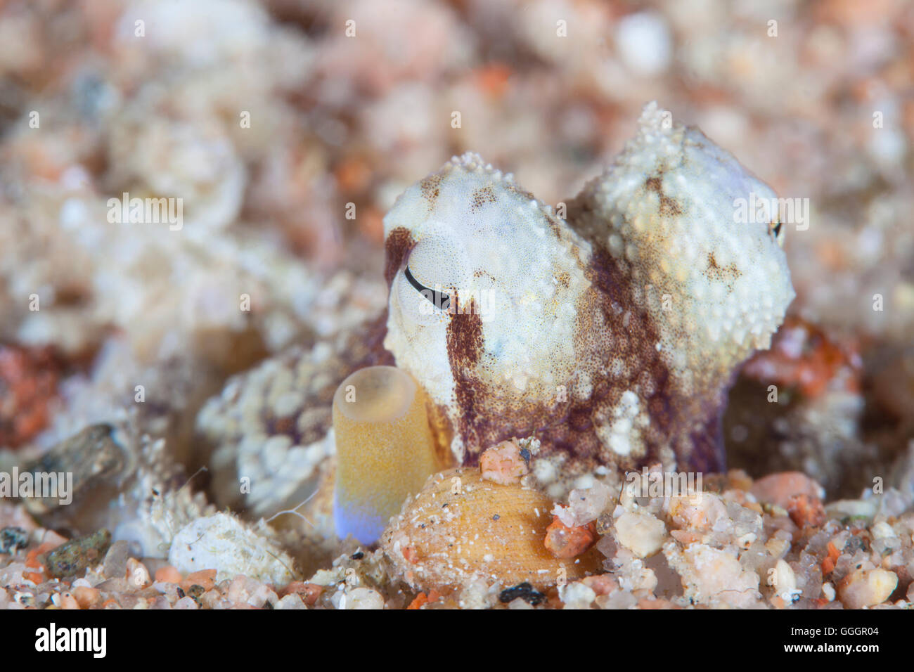 Juvenile Sand Octopus Stock Photo - Alamy