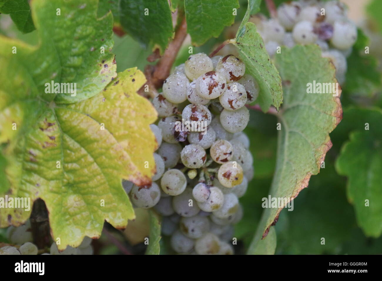 Grapes of Riesling on a vine at Pewsey Vale vineyard in Eden valley in ...