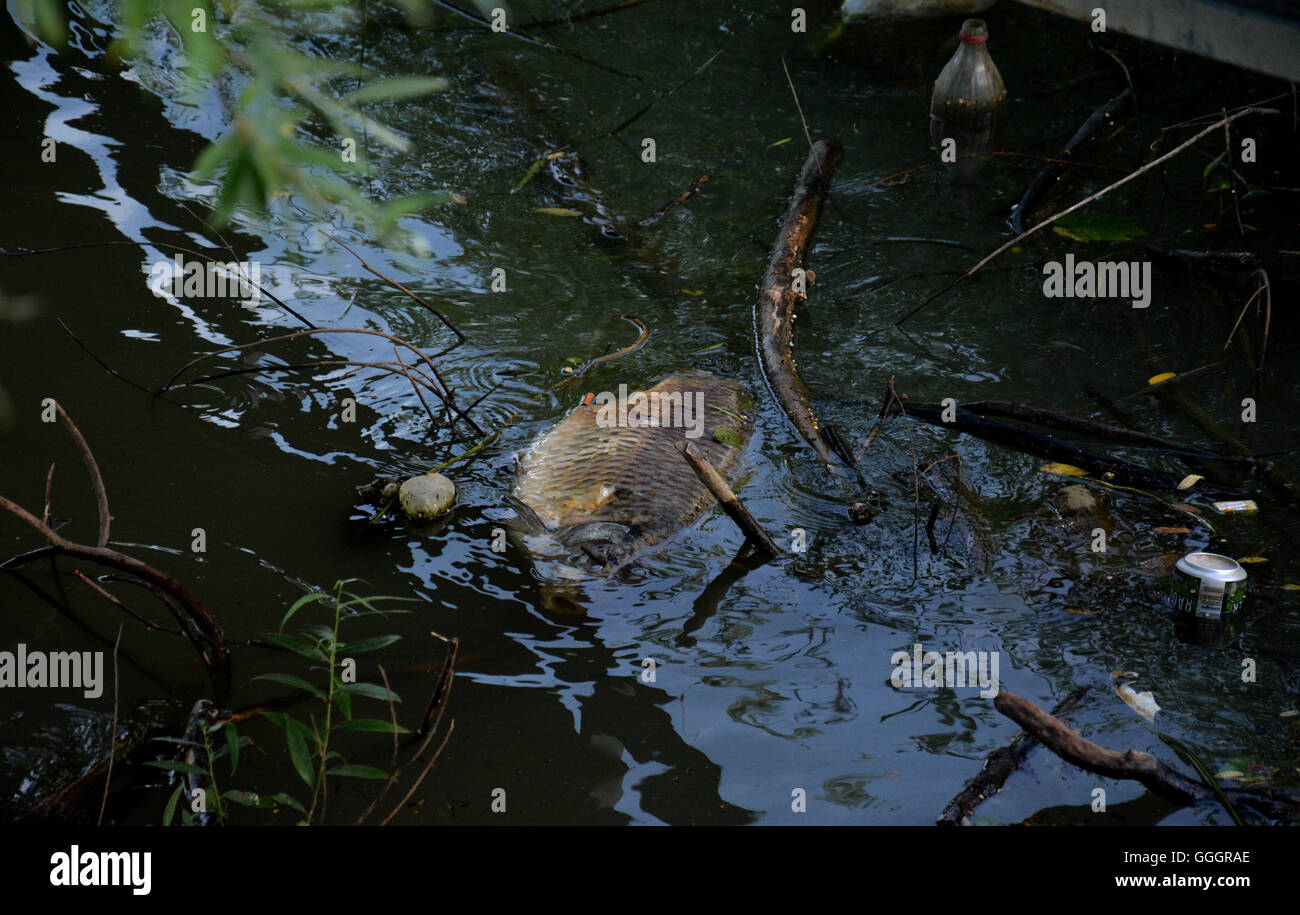 Dead Animals From Water Pollution