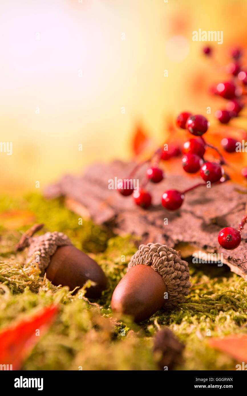 An autumn nature still life in bright light with copy space Stock Photo ...