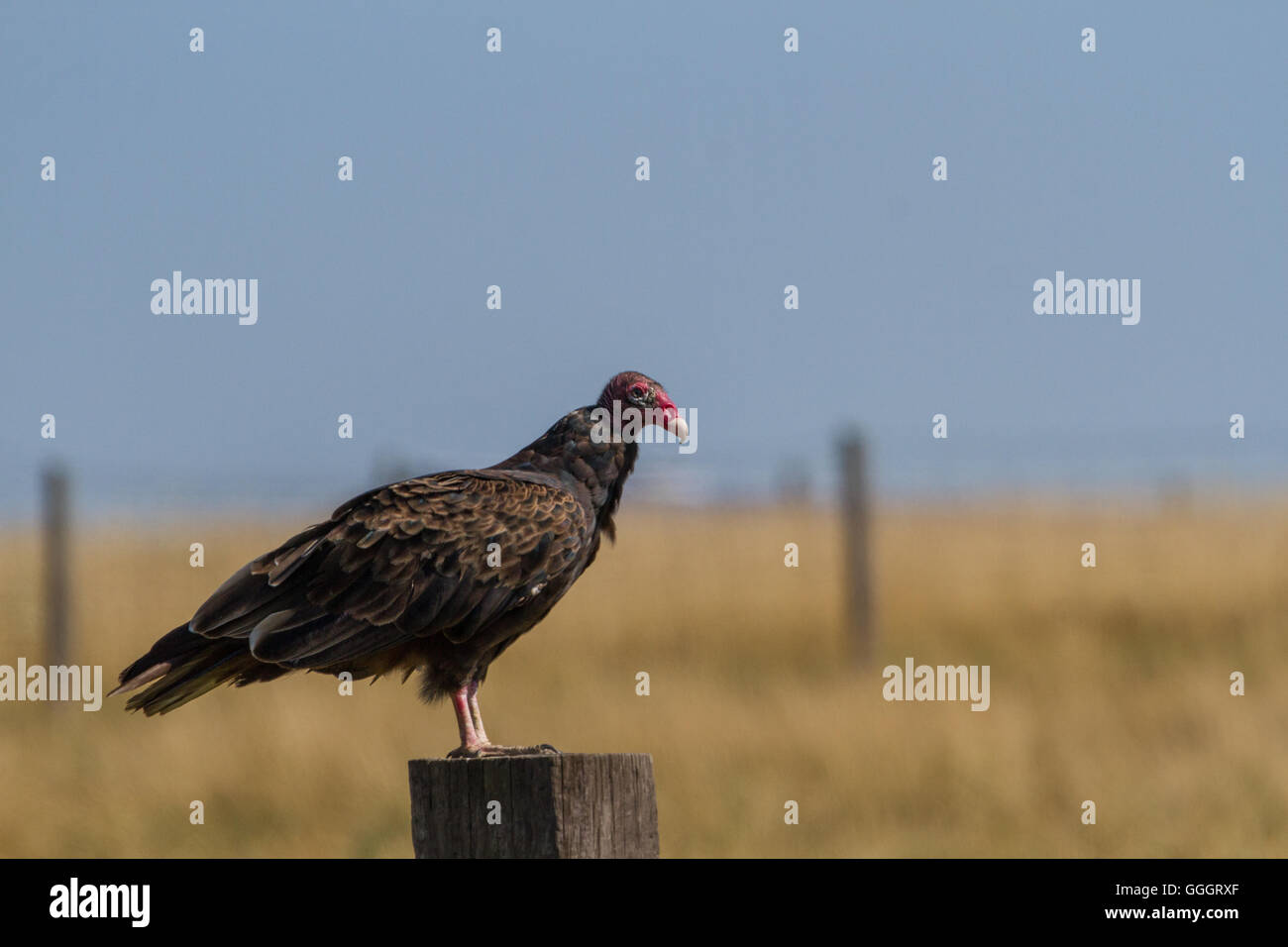 Vulture perched on fence hi-res stock photography and images - Alamy