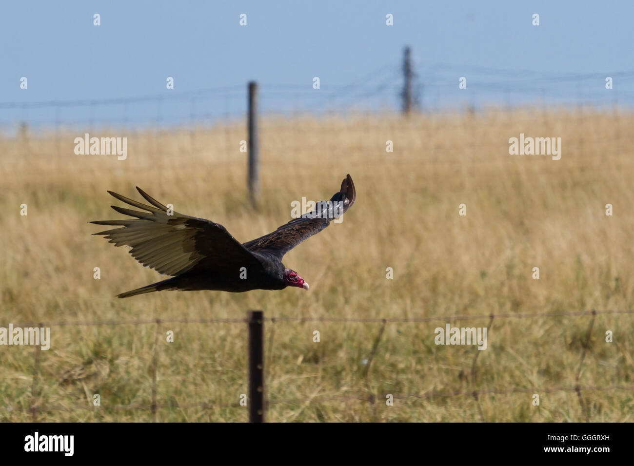 Turkey Vulture in flight Stock Photo - Alamy