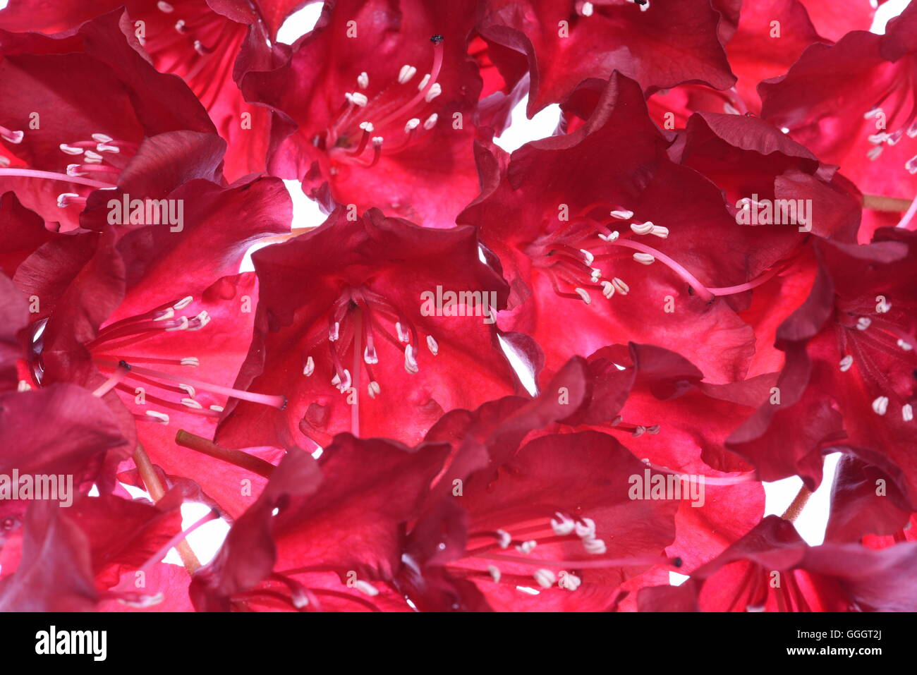 Red flower petals background Stock Photo - Alamy