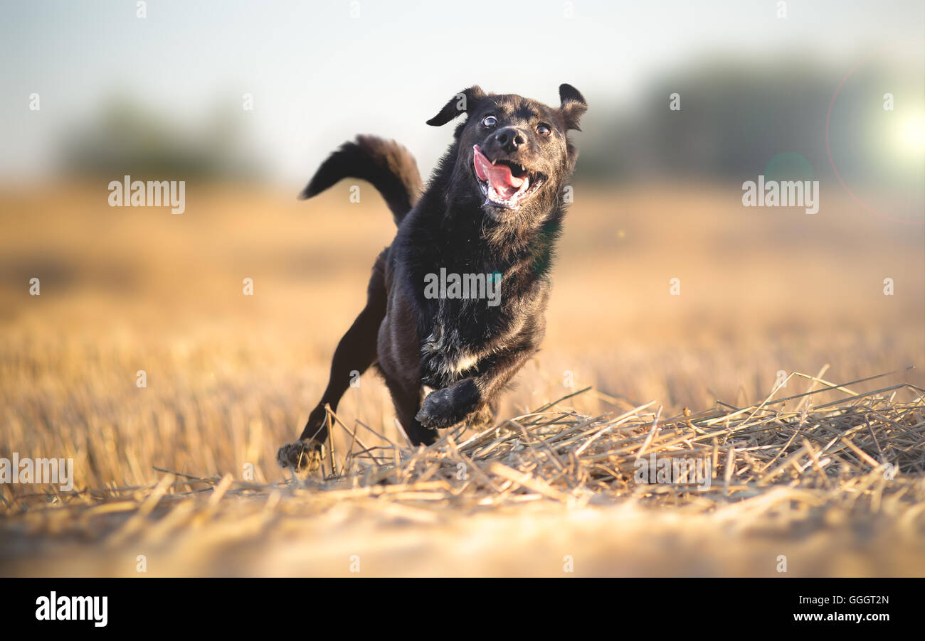 Insanely happy dog running Stock Photo - Alamy