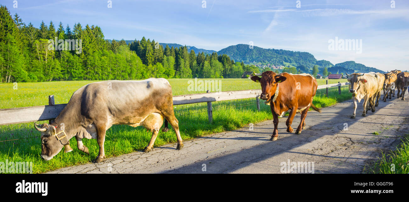 geography / travel, Germany, Bavaria, cows running from the stable on ...