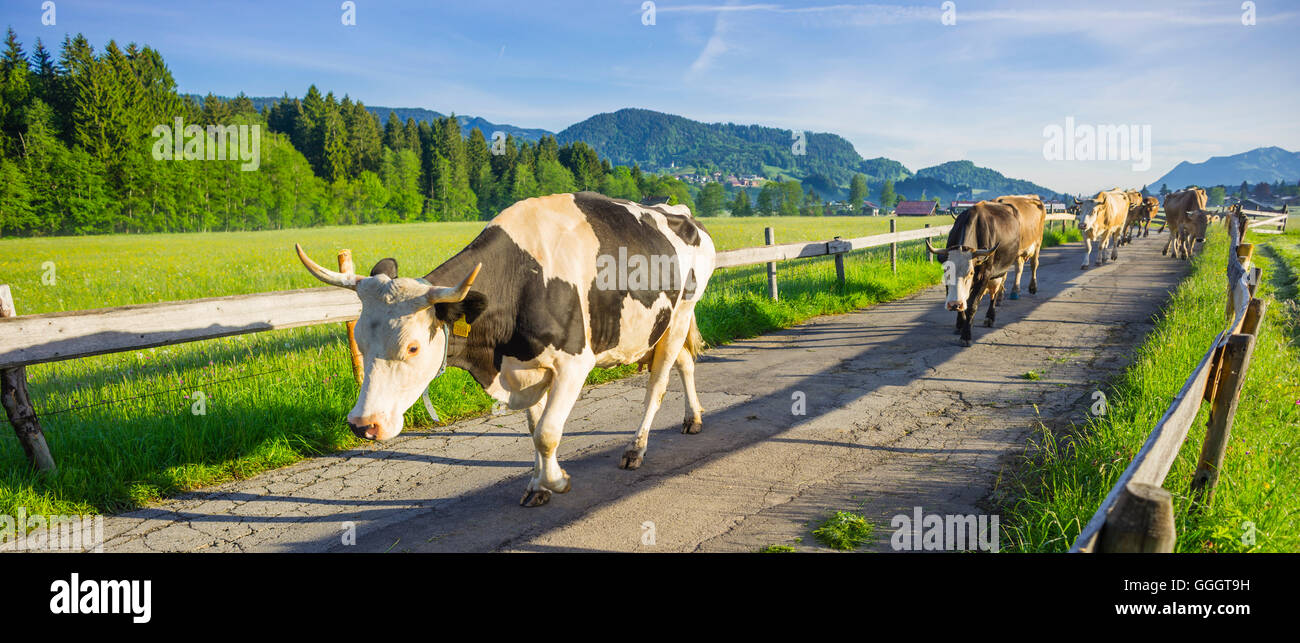 geography / travel, Germany, Bavaria, cows running from the stable on ...