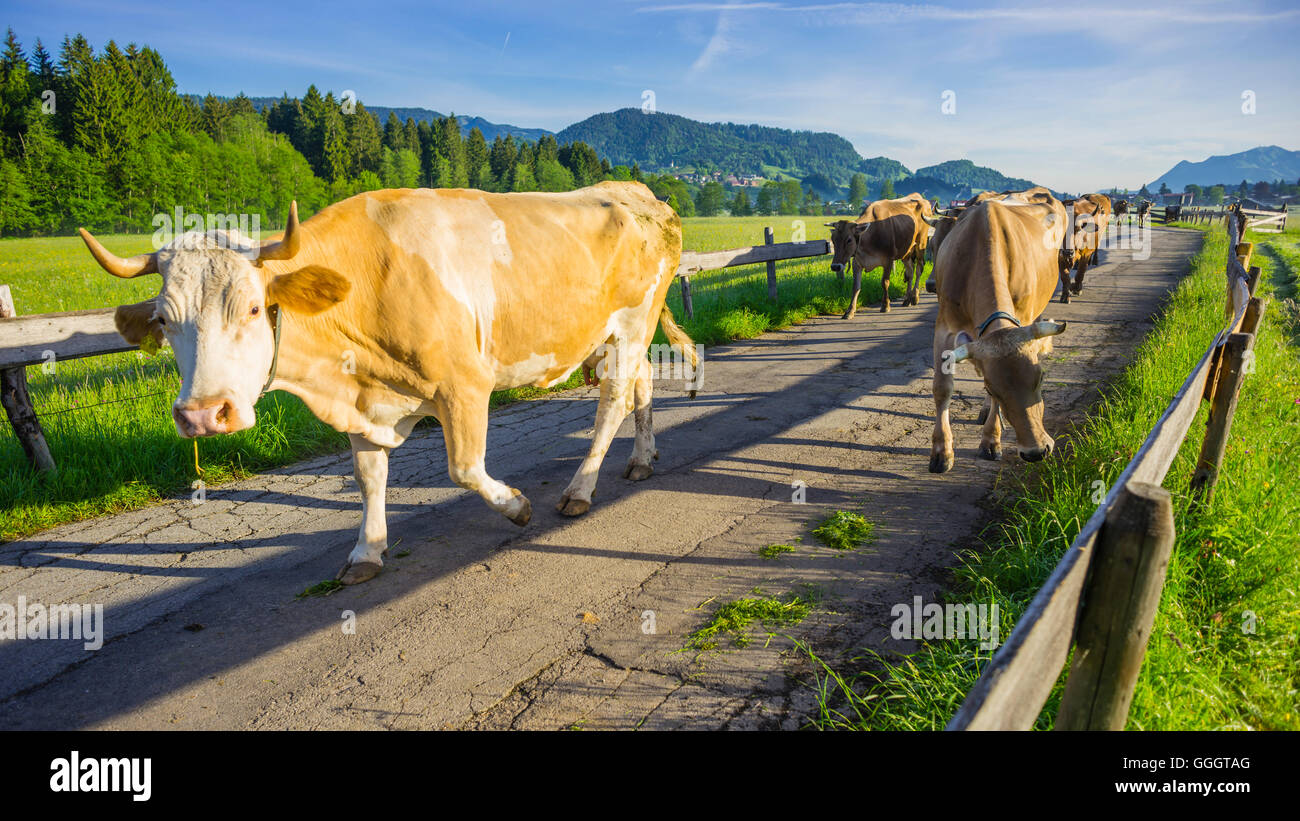 geography / travel, Germany, Bavaria, cows running from the stable on ...