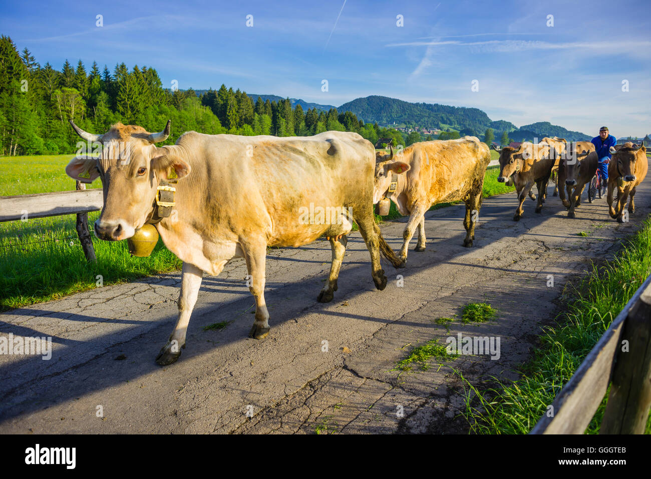 geography / travel, Germany, Bavaria, cows running from the stable on ...