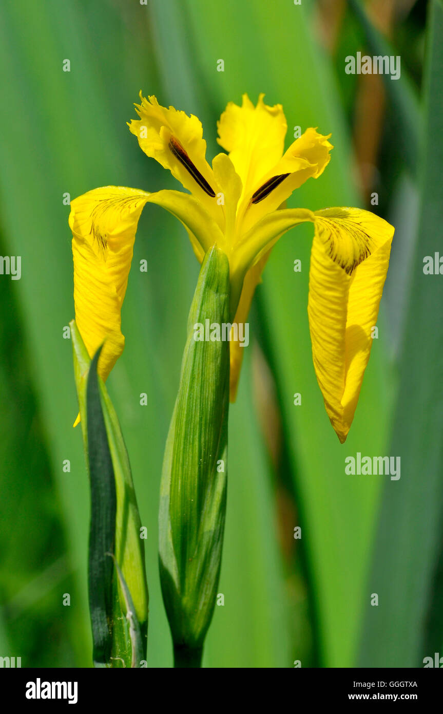 Swamp iris hi-res stock photography and images - Alamy