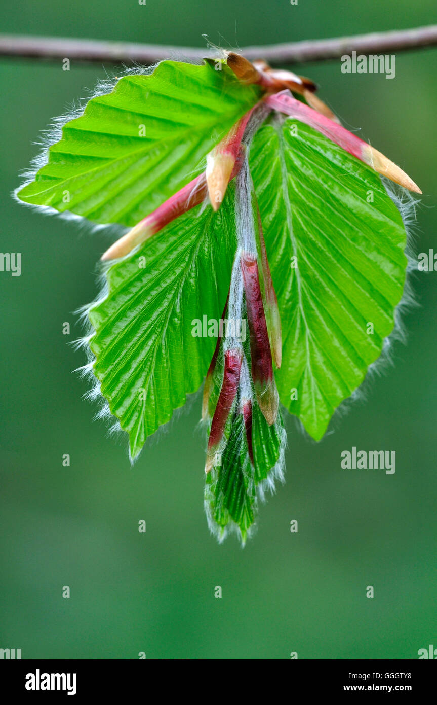 Spring beech leaves hi-res stock photography and images - Alamy