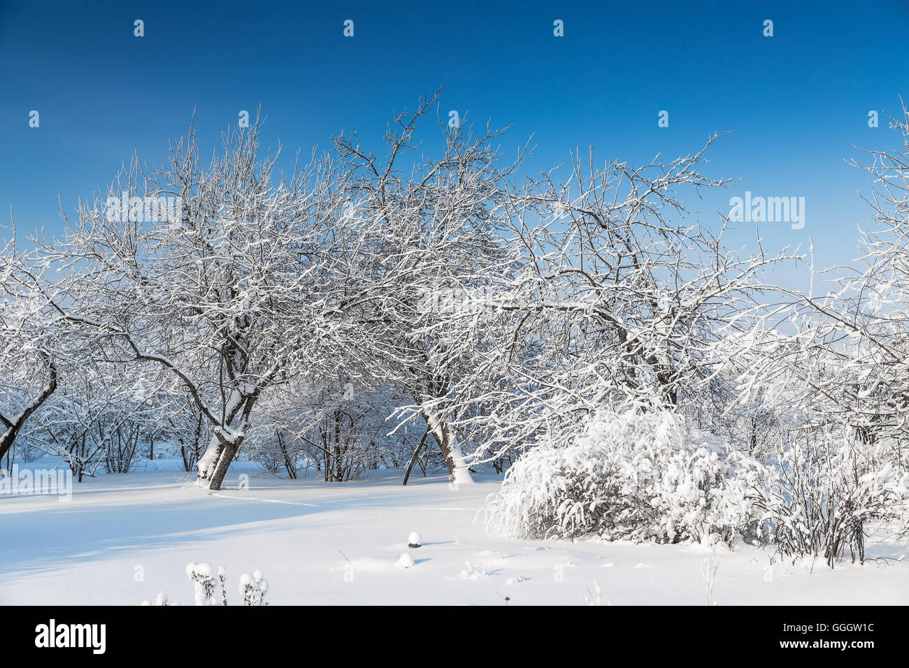 The snowy trees in January Stock Photo - Alamy