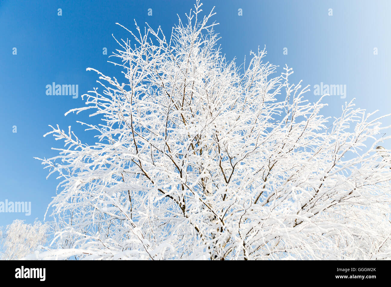 The snowy trees in January Stock Photo - Alamy