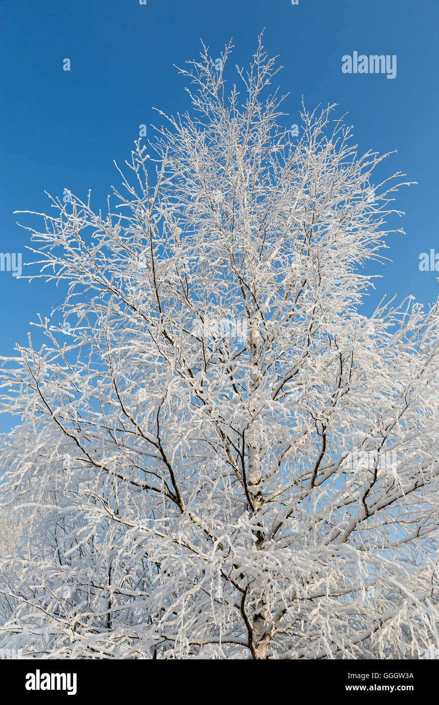 The snowy trees in January Stock Photo - Alamy