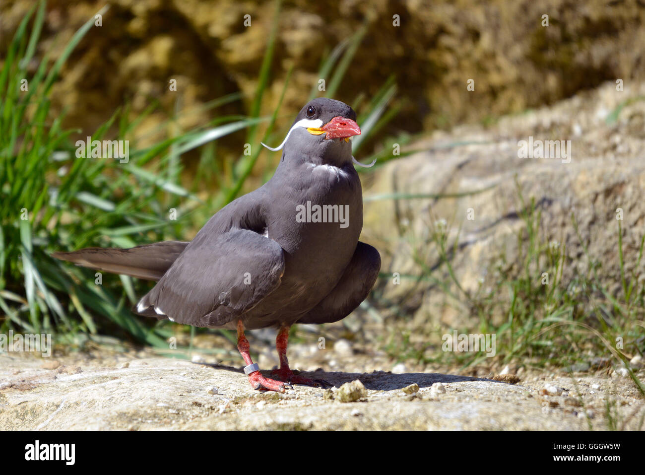 Inca tern (Larosterna inca) on ground Stock Photo - Alamy
