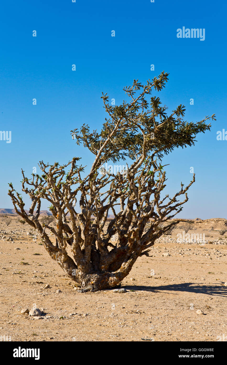 Oman dhofar not desert trees hi-res stock photography and images - Alamy