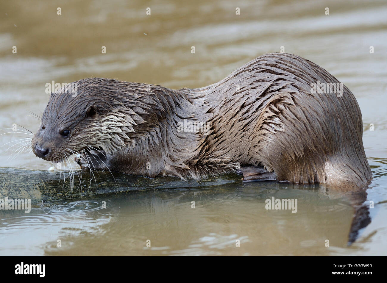 Otter on log hi-res stock photography and images - Alamy