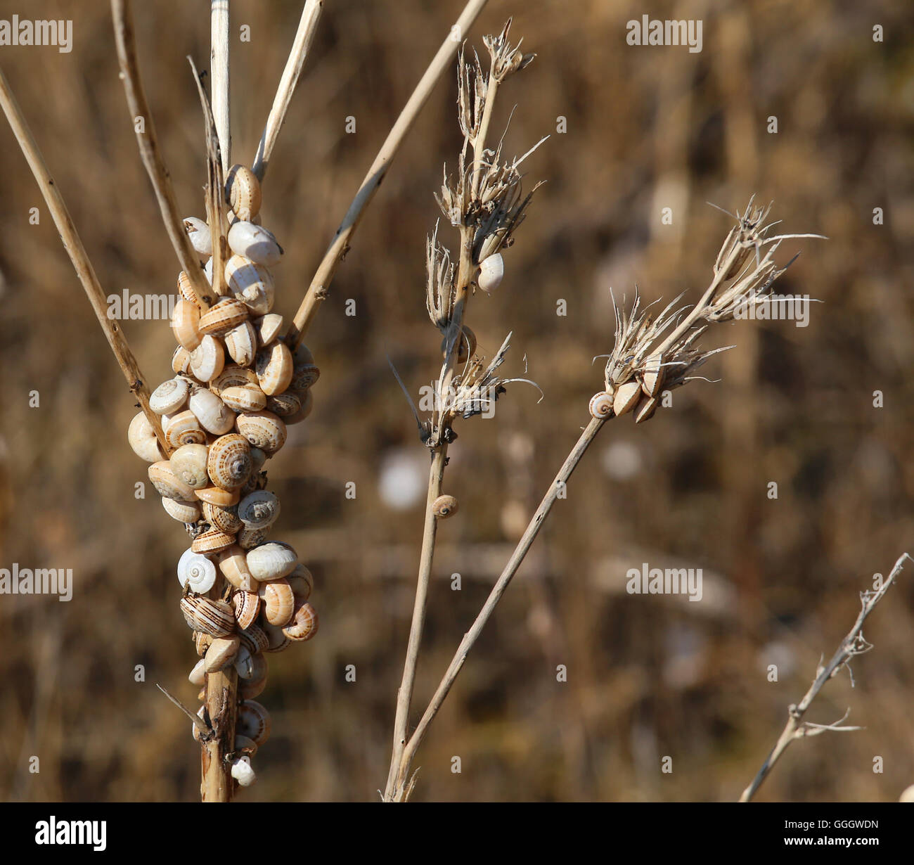 many small snails clinging to the dried plant located near the beach ...