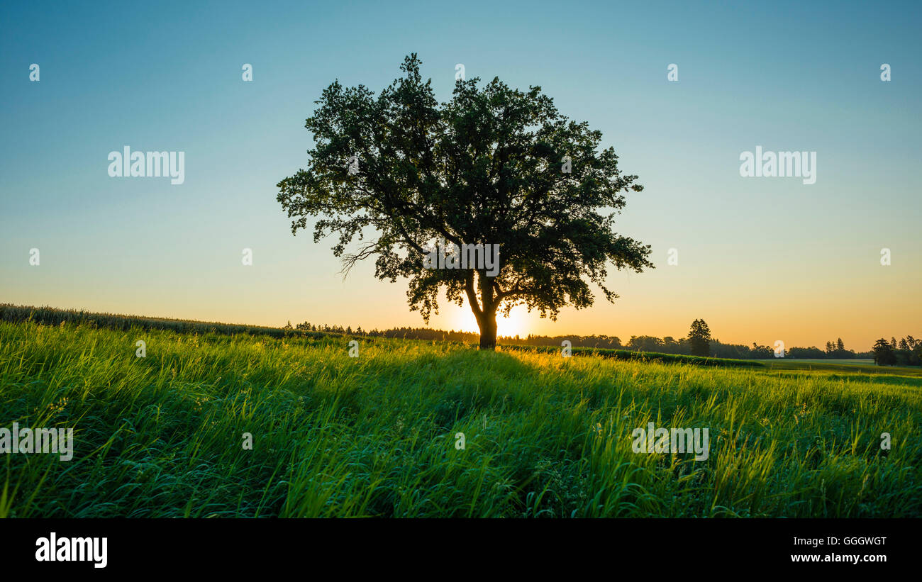 Old solitaire oak hi-res stock photography and images - Alamy