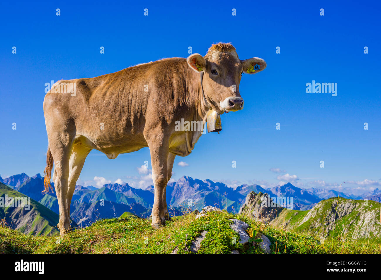 zoology / animals, mammal (mammalia), young stock, Allgaeu Braunvieh ...