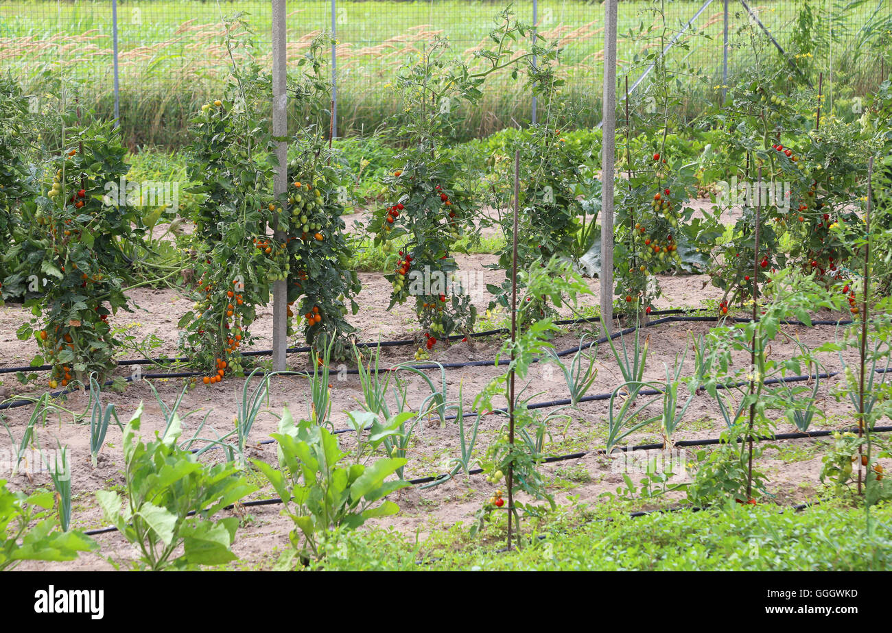 Red ripe tomatos farm hi-res stock photography and images - Alamy