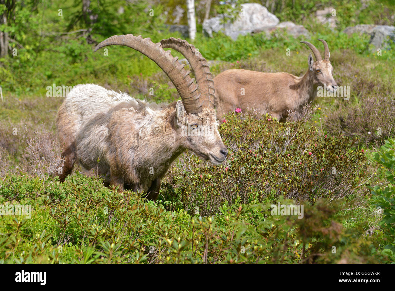 Alpine ibex hi-res stock photography and images - Alamy