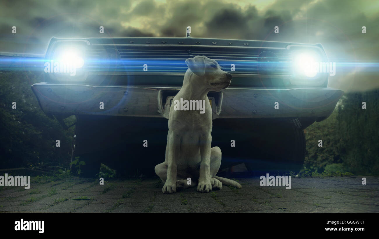 Labrador retriever in car hi-res stock photography and images - Alamy