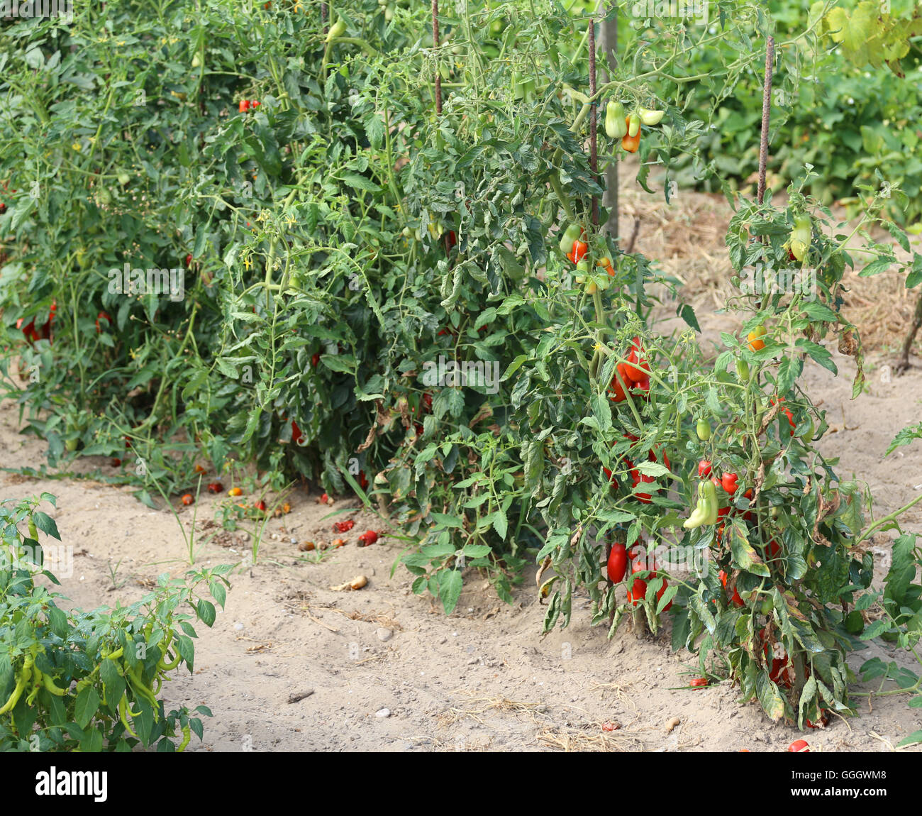 red ripe tomatoes in large farm garden in summer Stock Photo - Alamy