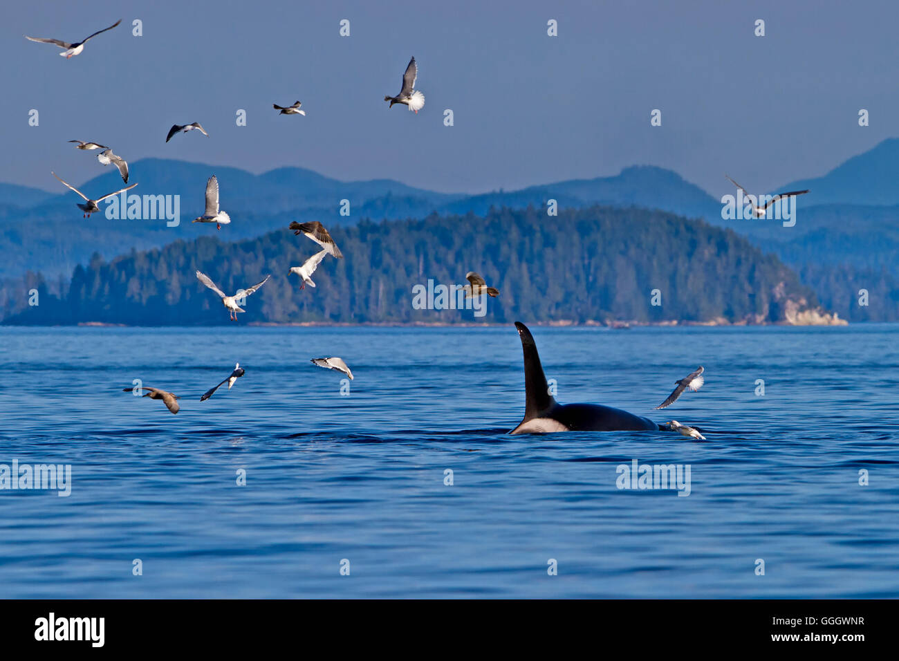 zoology / animals, mammal / mammalian (mammalia), Transient killer ...